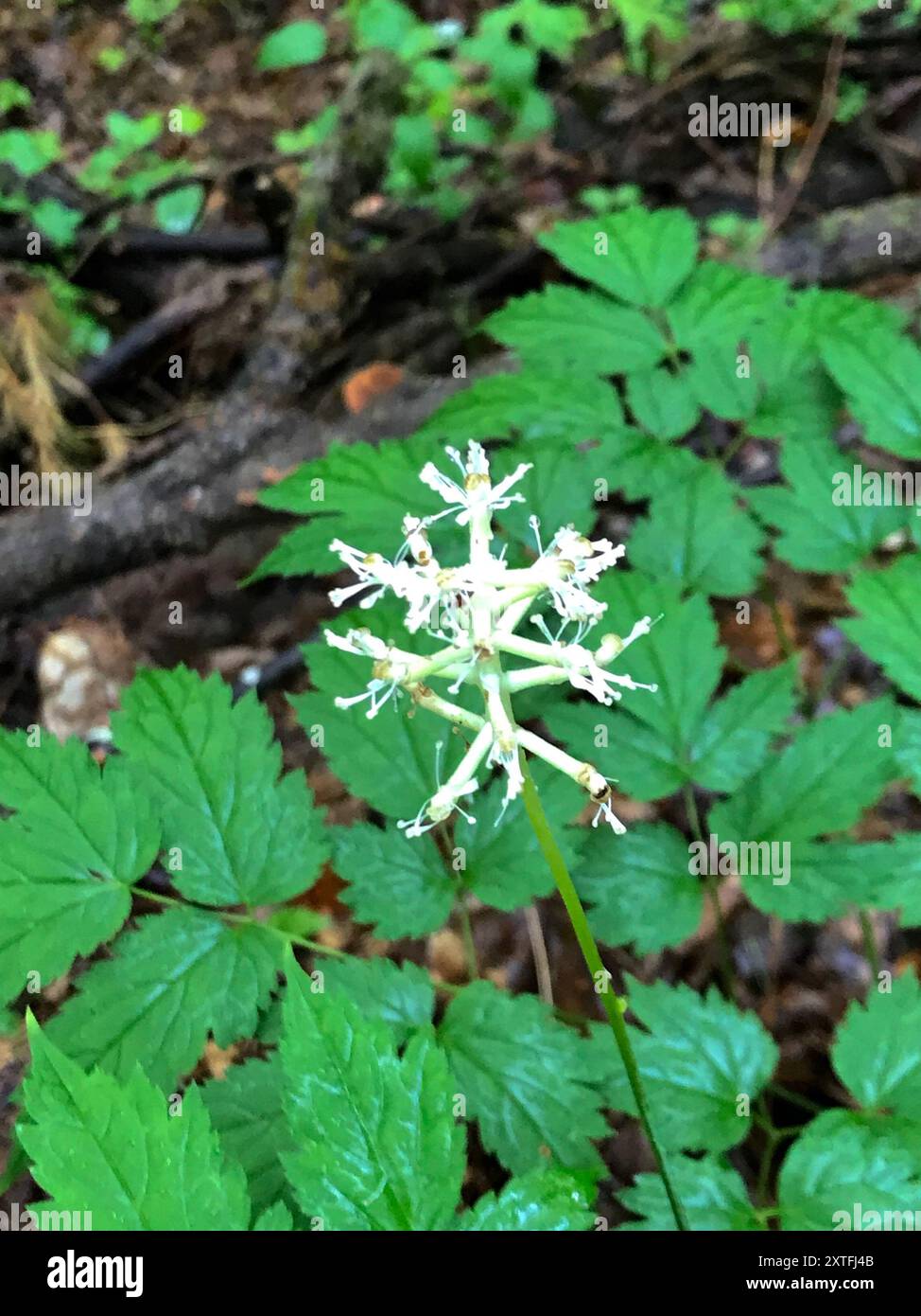 white baneberry (Actaea pachypoda) Plantae Stock Photo - Alamy