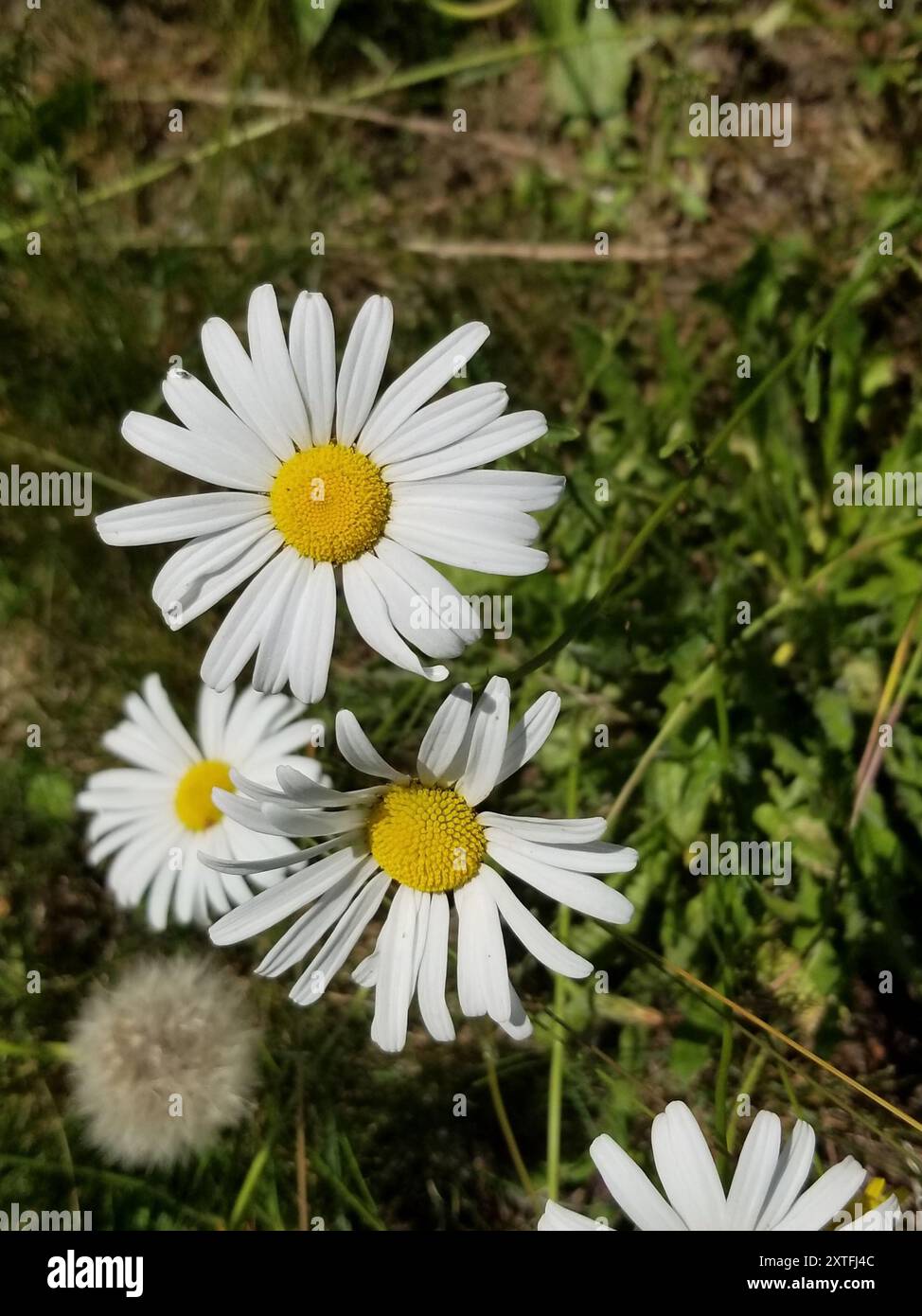 oxeye daisy (Leucanthemum vulgare) Plantae Stock Photo - Alamy