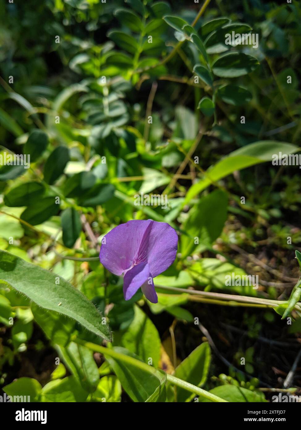 Fewflower Pea (Lathyrus pauciflorus) Plantae Stock Photo - Alamy