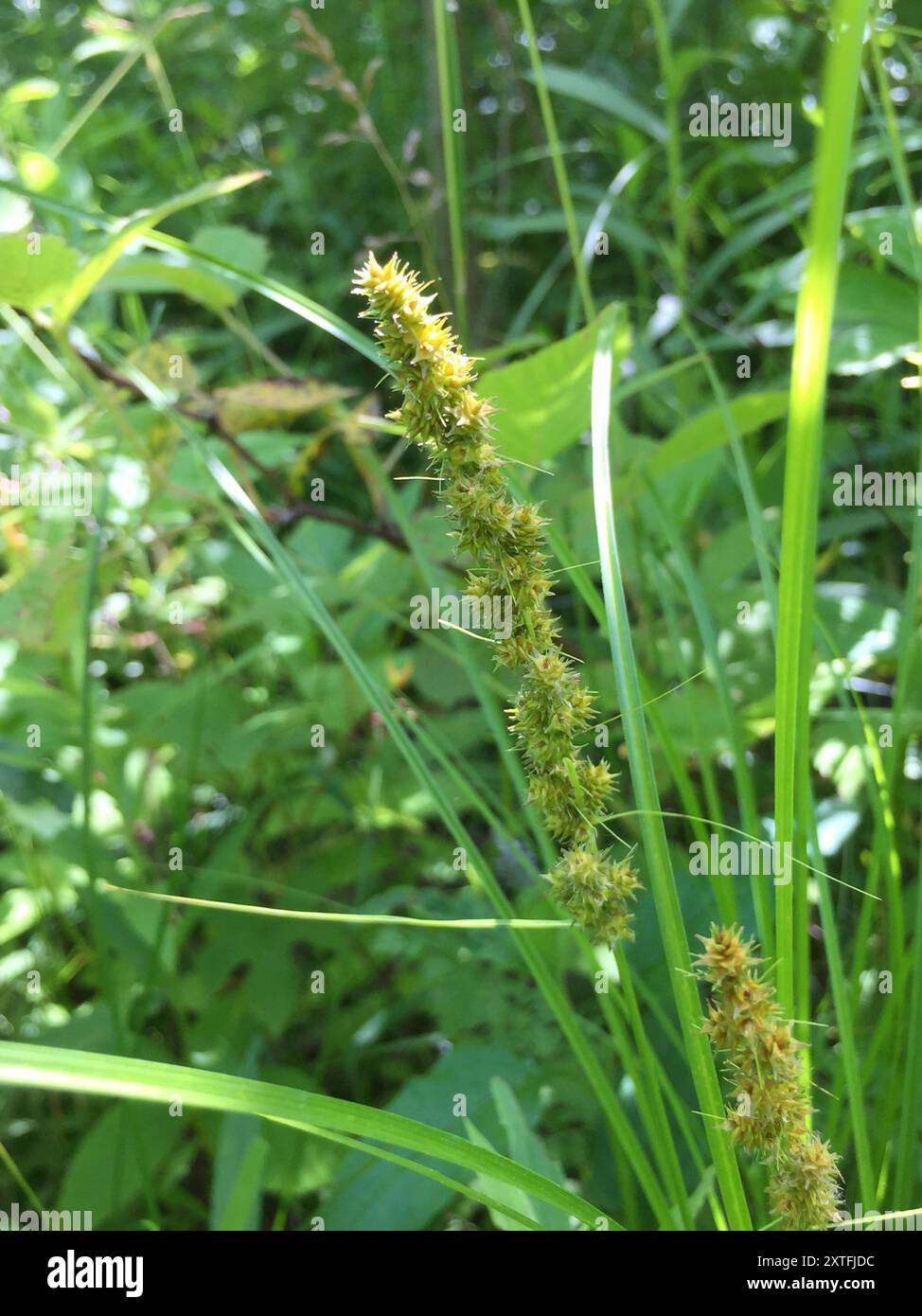 fox sedge (Carex vulpinoidea) Plantae Stock Photo - Alamy