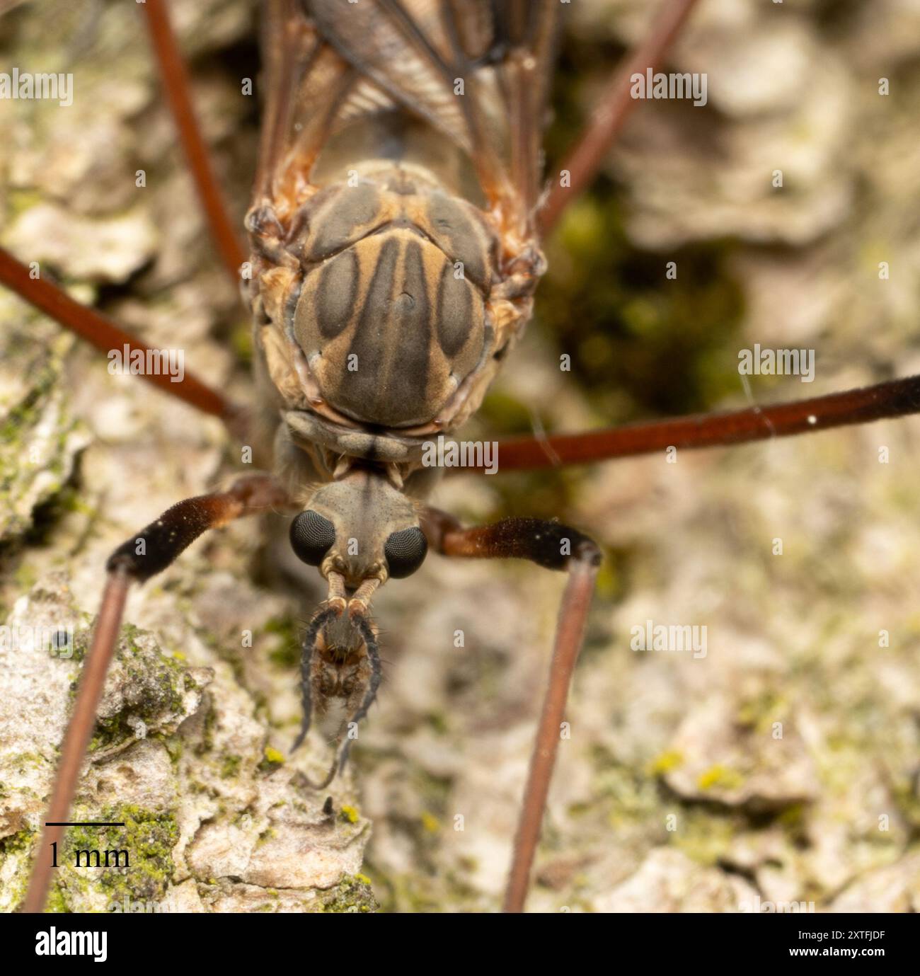 Large Crane Flies (Tipulidae) Insecta Stock Photo - Alamy