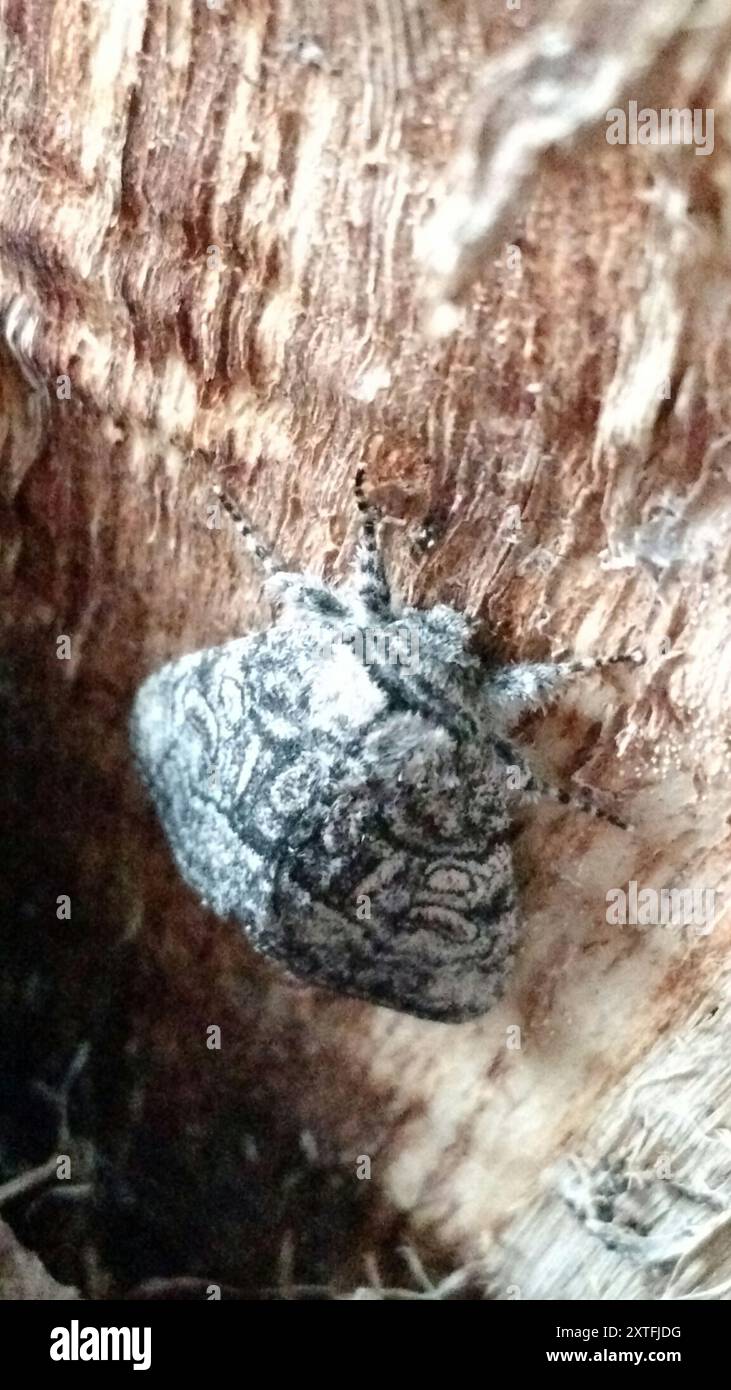 Brother Moth (Raphia frater) Insecta Stock Photo - Alamy