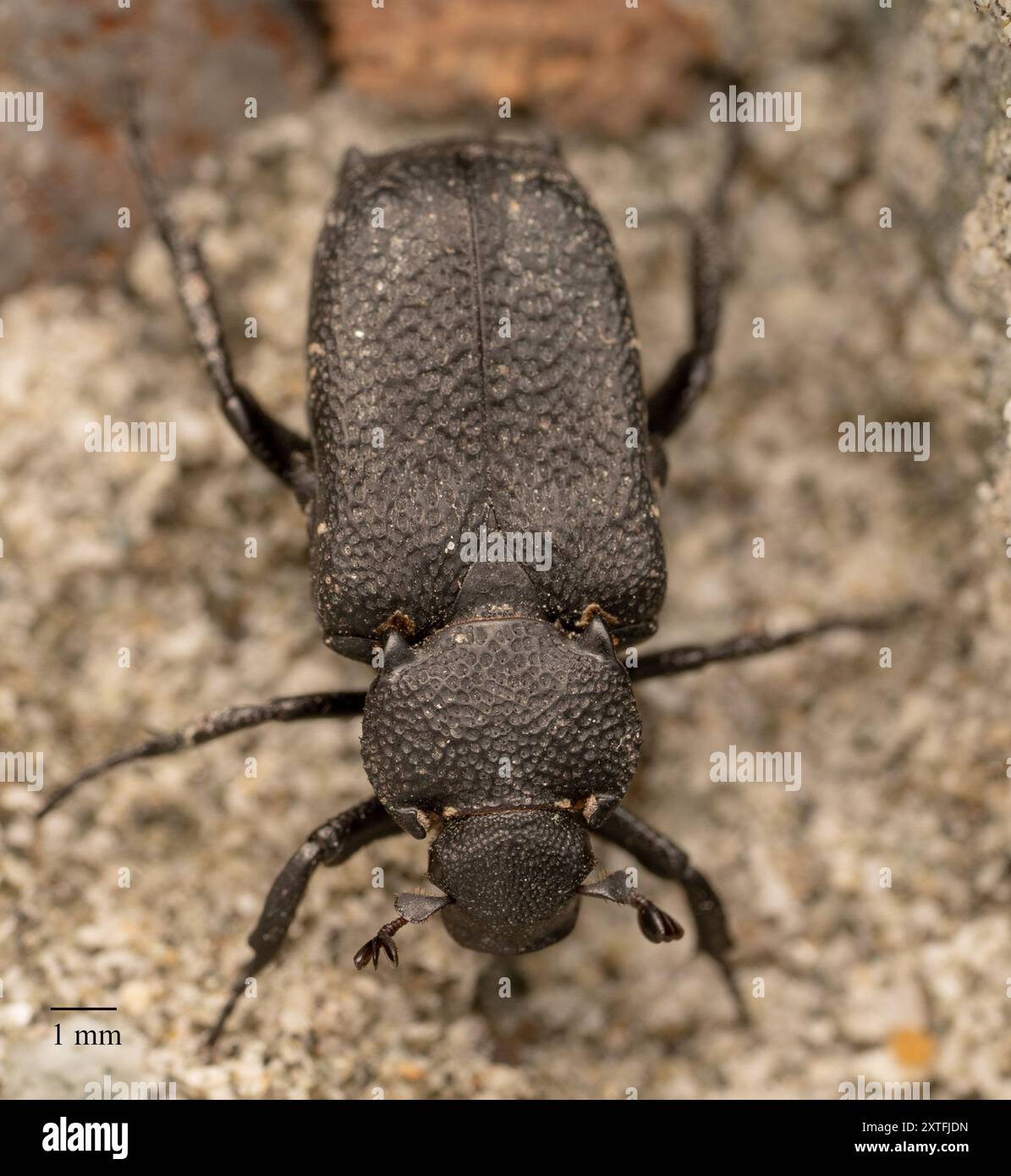 Anteater Scarabs (Cremastocheilus) Insecta Stock Photo - Alamy