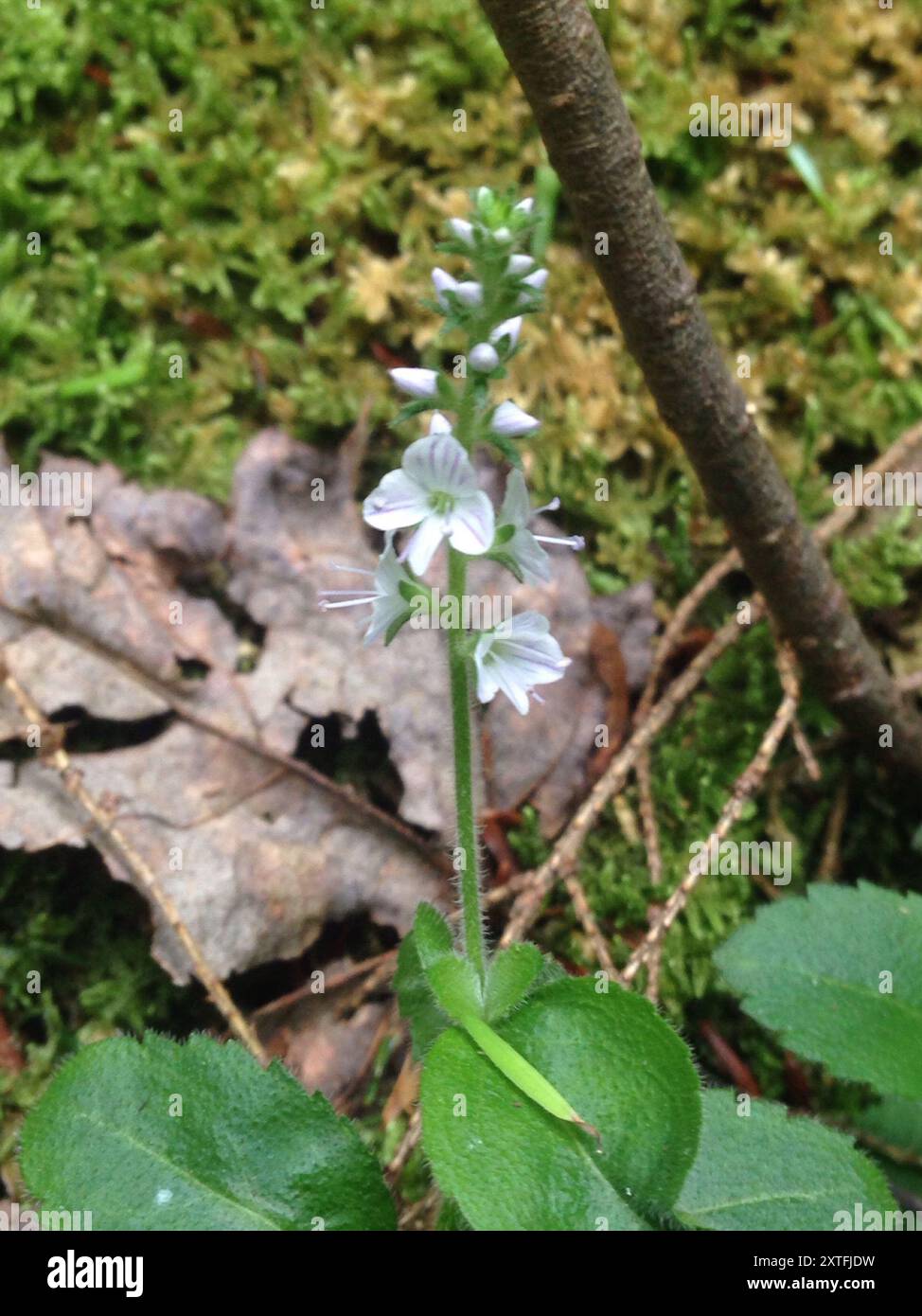 heath speedwell (Veronica officinalis) Plantae Stock Photo - Alamy