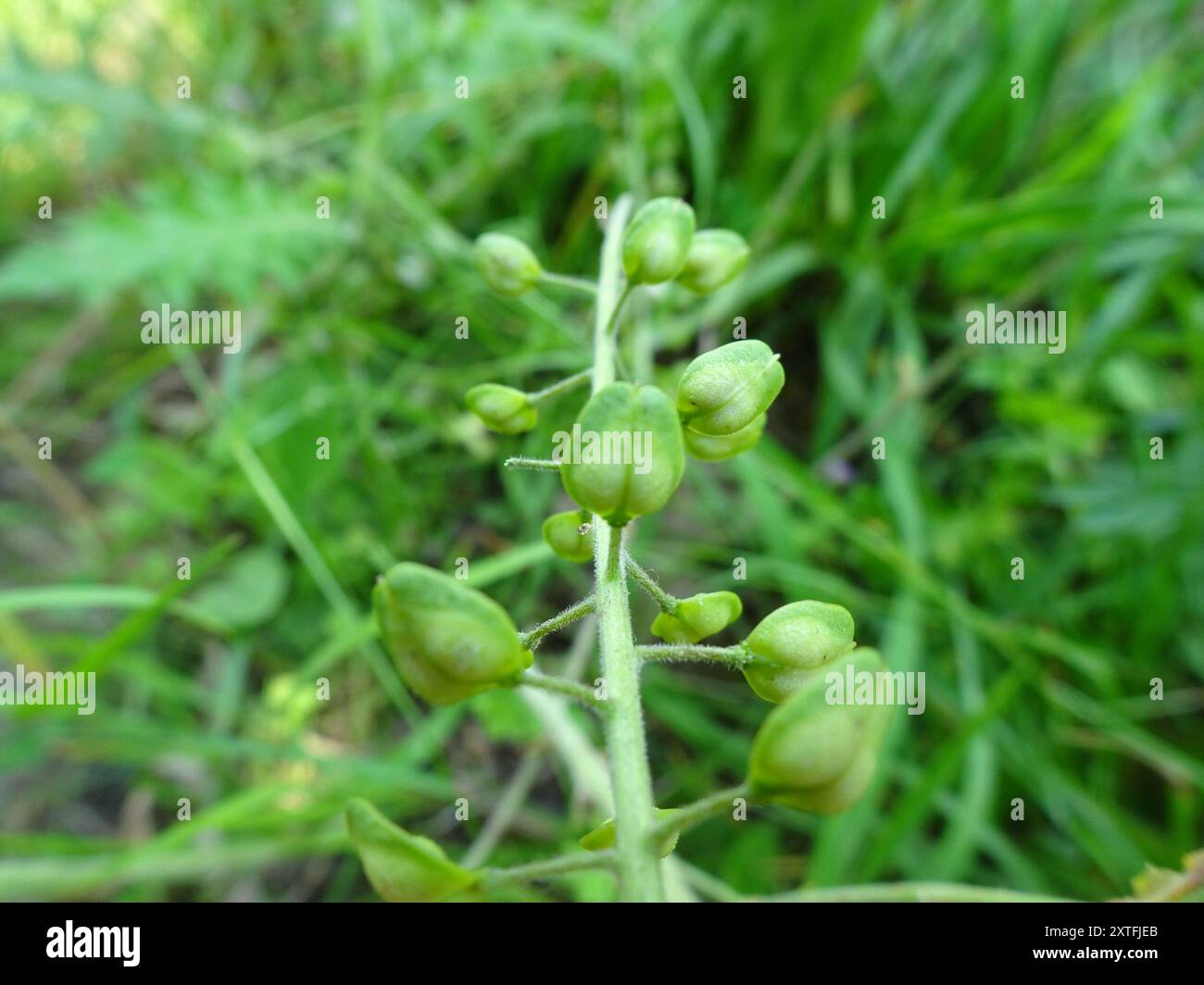 field peppergrass (Lepidium campestre) Plantae Stock Photo - Alamy