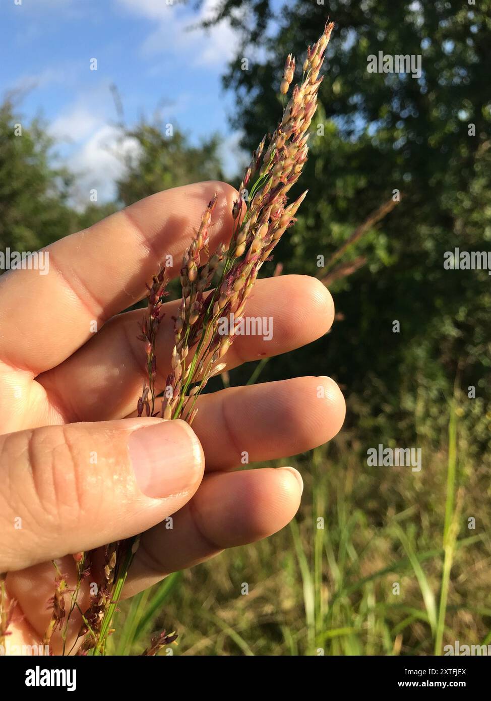 Johnson grass (Sorghum halepense) Plantae Stock Photo - Alamy