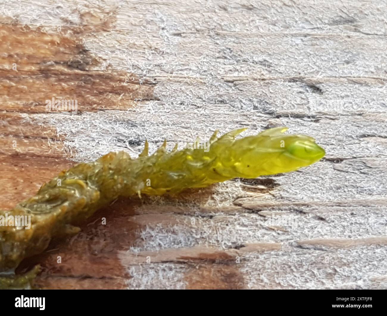 joint-toothed mosses (Bryopsida) Plantae Stock Photo - Alamy