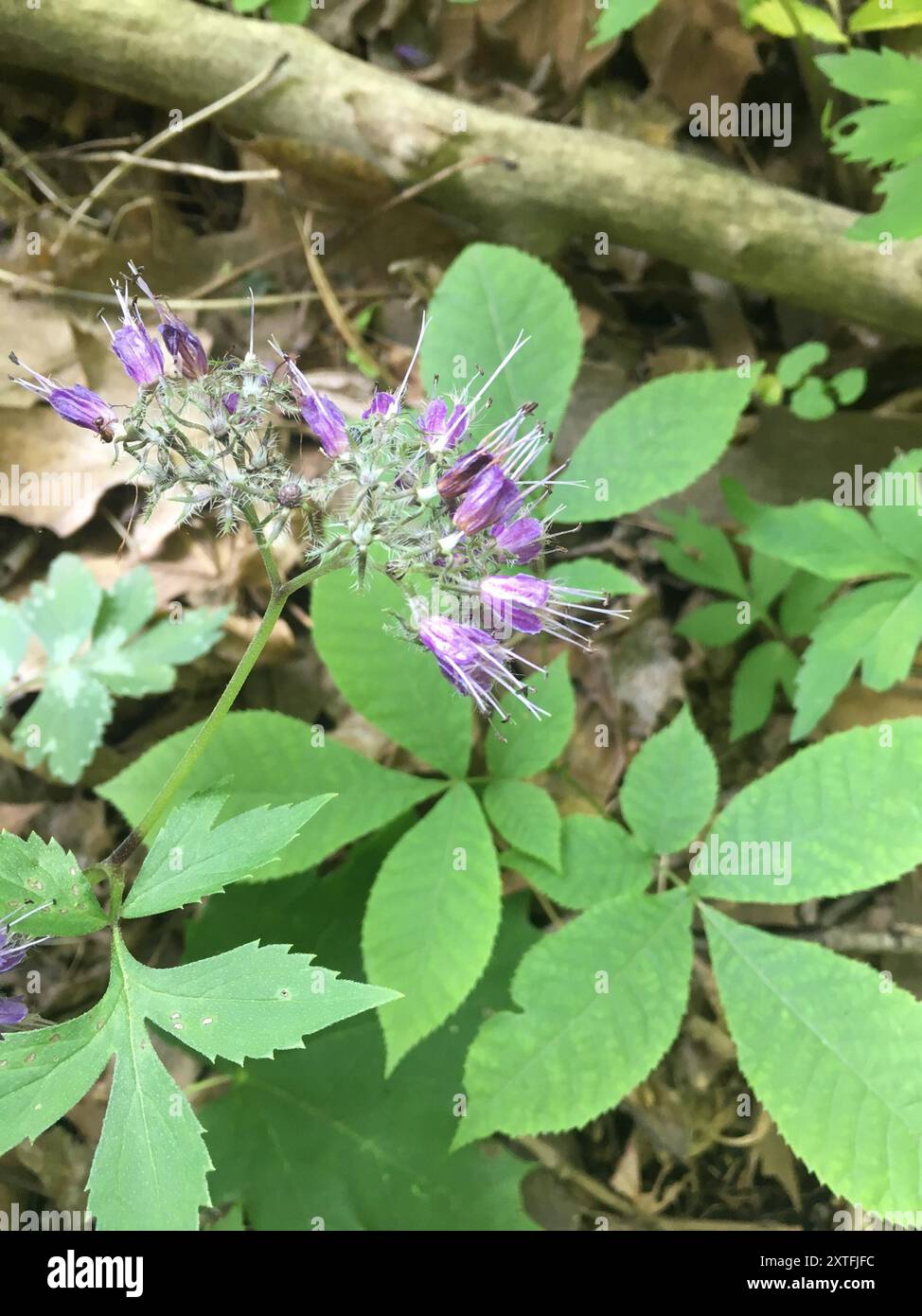Virginia waterleaf (Hydrophyllum virginianum) Plantae Stock Photo - Alamy