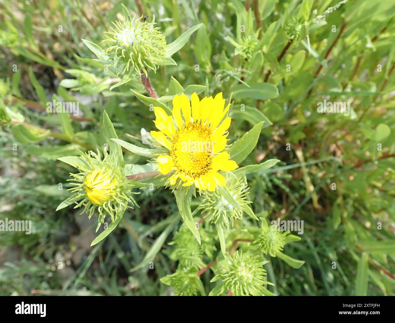 Puget sound gumweed (Grindelia integrifolia) Plantae Stock Photo - Alamy