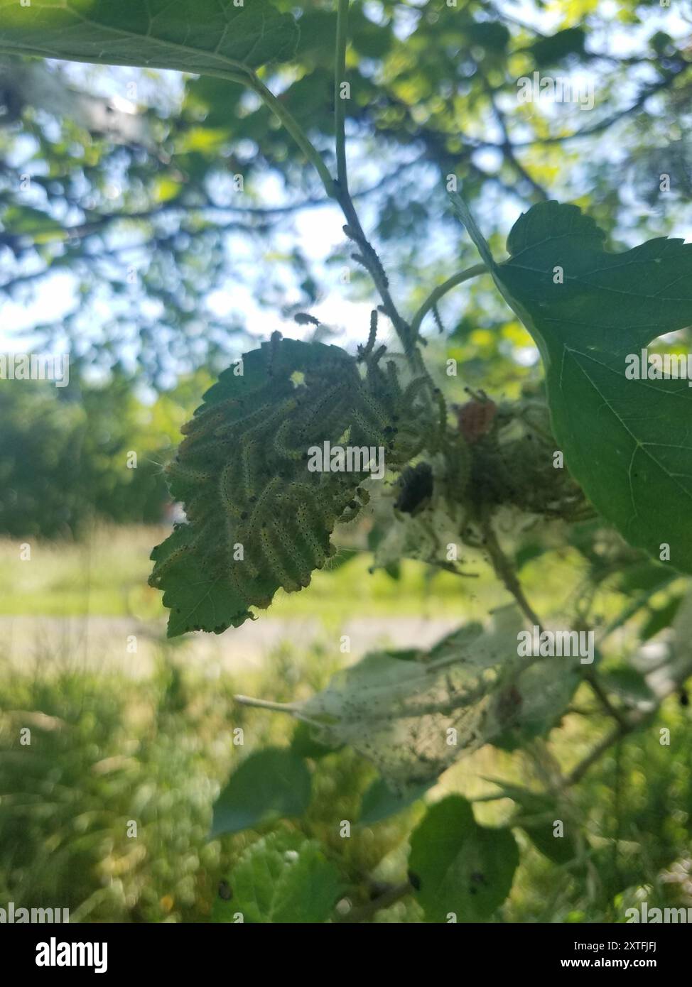 Fall Webworm Moth (Hyphantria cunea) Insecta Stock Photo - Alamy