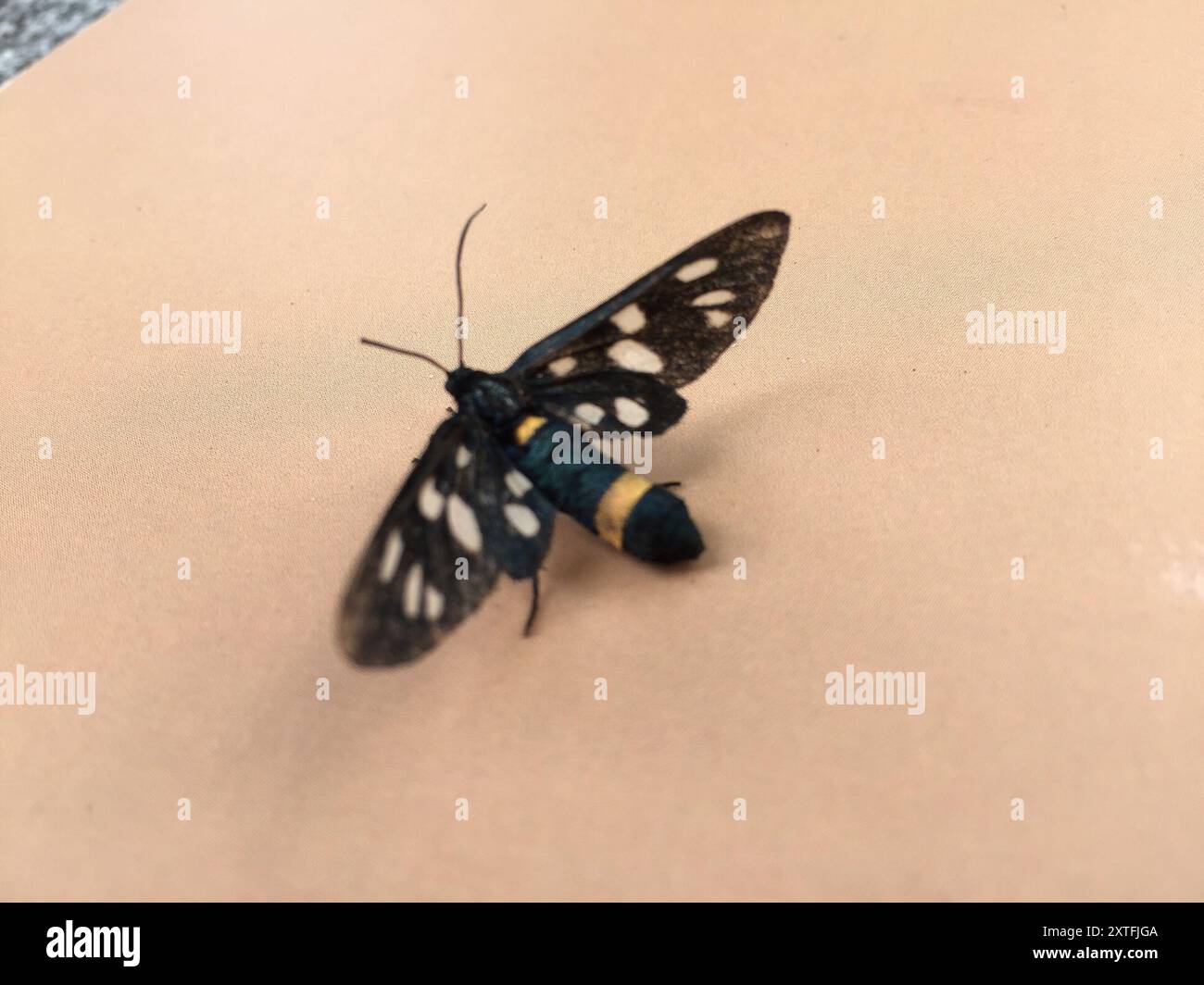 Nine-spotted Moth (Amata phegea) Insecta Stock Photo - Alamy