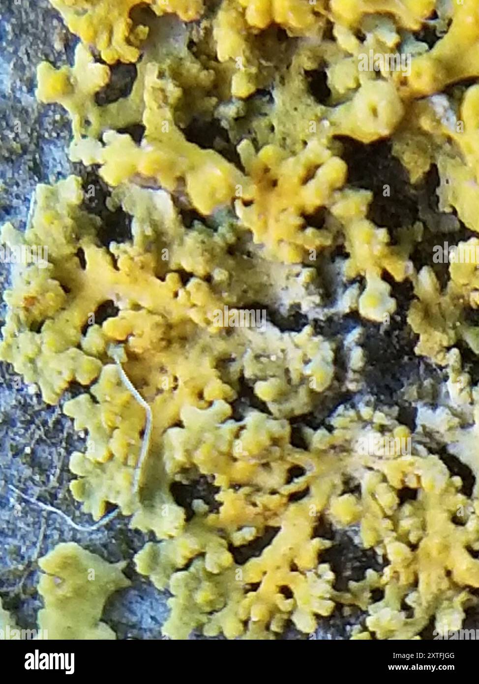 Pin-cushion Sunburst Lichen (Polycauliona polycarpa) Fungi Stock Photo ...