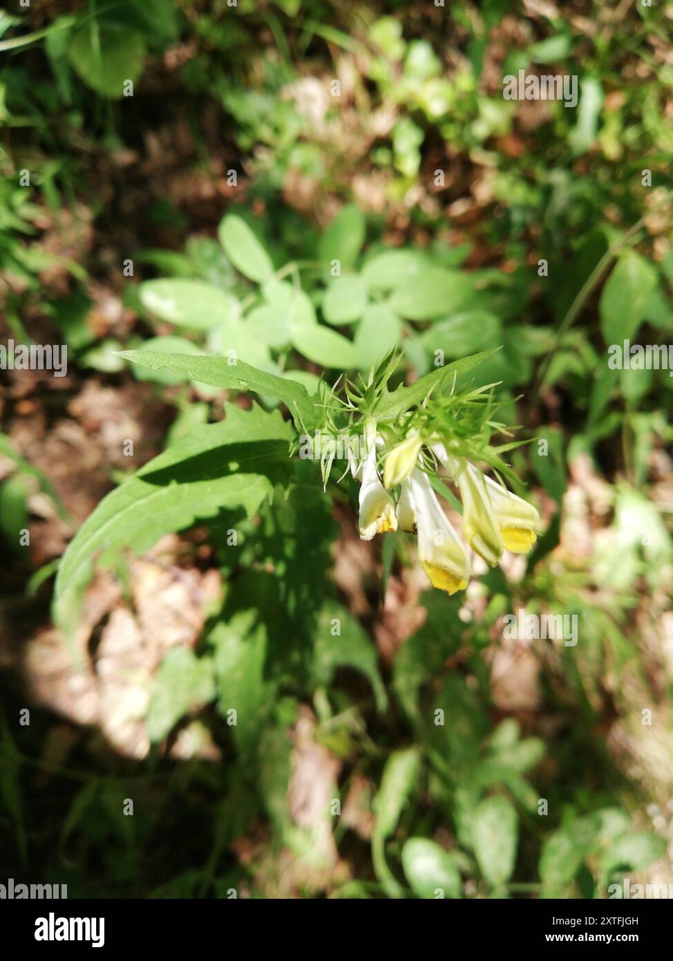 Common Cow-wheat (Melampyrum pratense) Plantae Stock Photo - Alamy