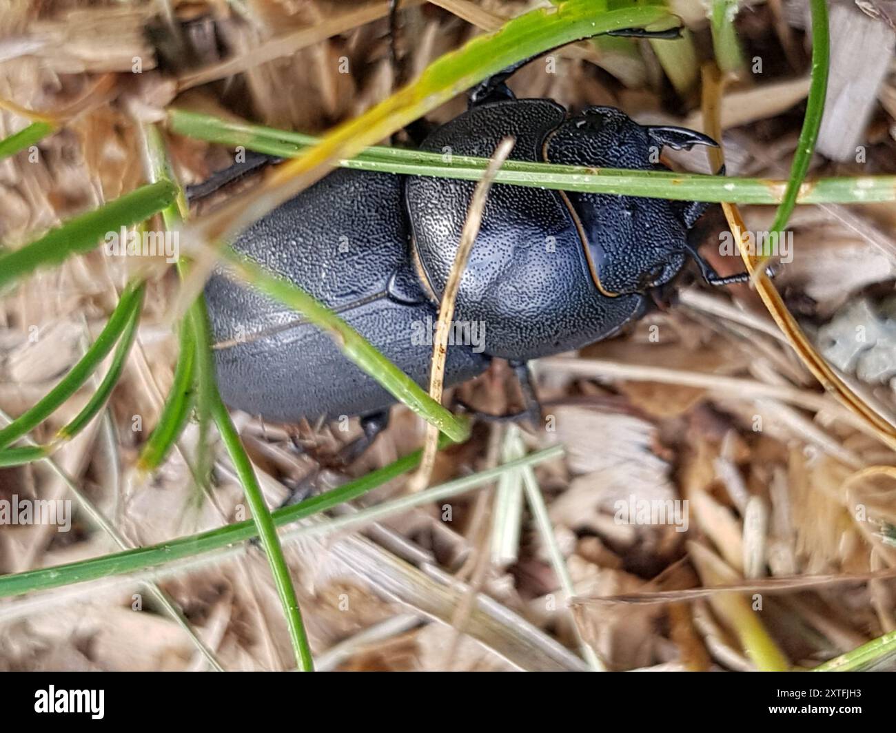 Lesser Stag Beetle (Dorcus parallelipipedus) Insecta Stock Photo - Alamy
