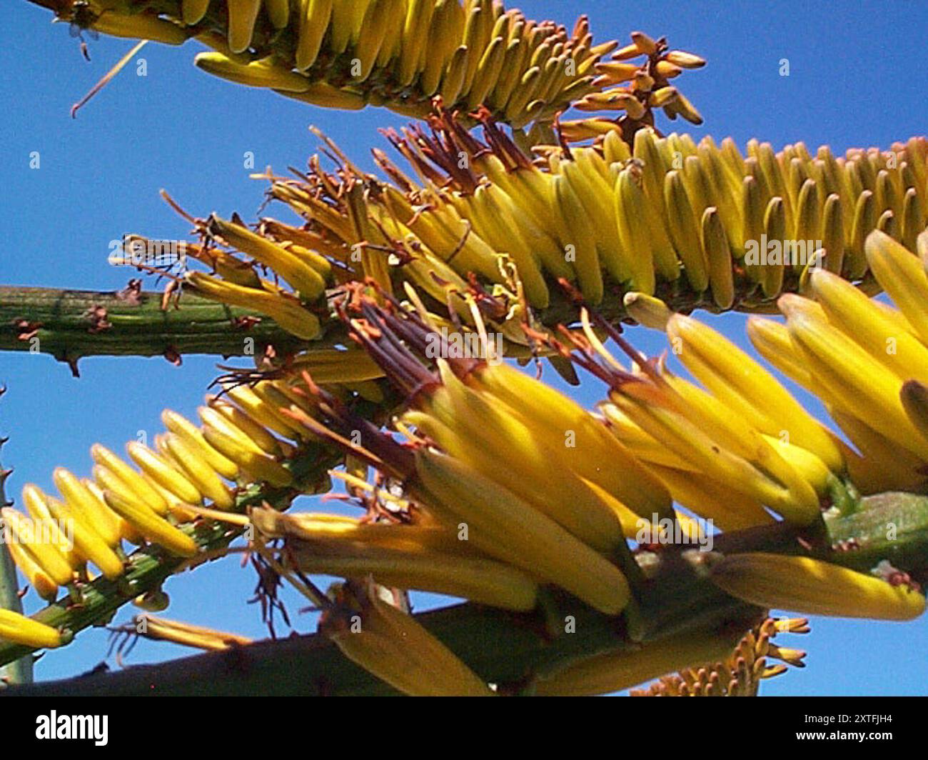 mountain aloe (Aloe marlothii) Plantae Stock Photo - Alamy