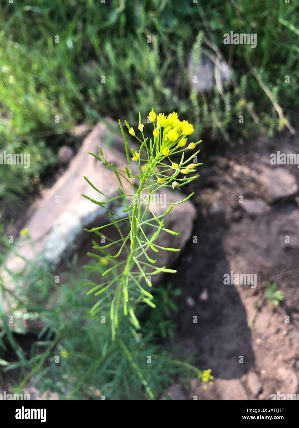 Western Tansymustard (Descurainia pinnata) Plantae Stock Photo - Alamy
