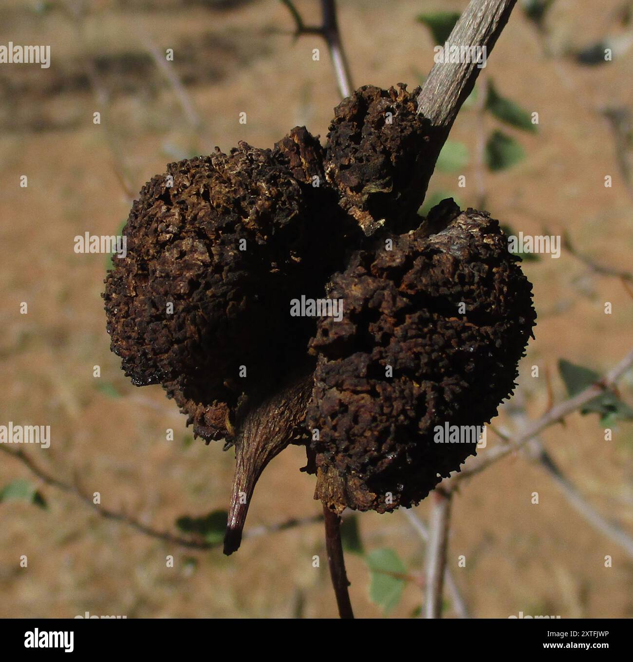 silver terminalia (Terminalia sericea) Plantae Stock Photo - Alamy