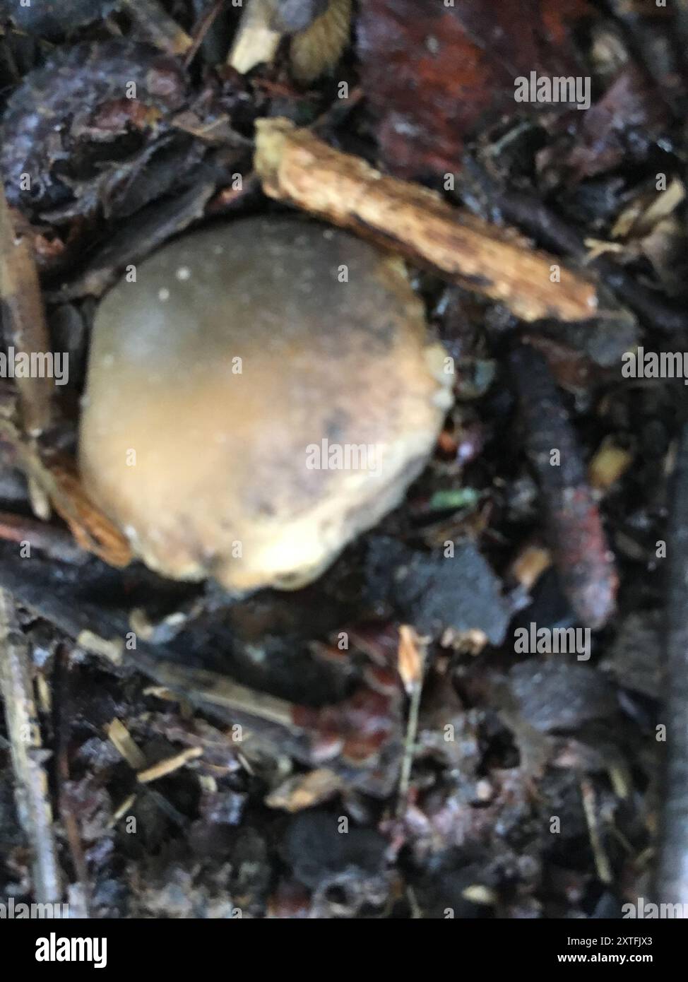 Mulch Fieldcap (Agrocybe putaminum) Fungi Stock Photo - Alamy
