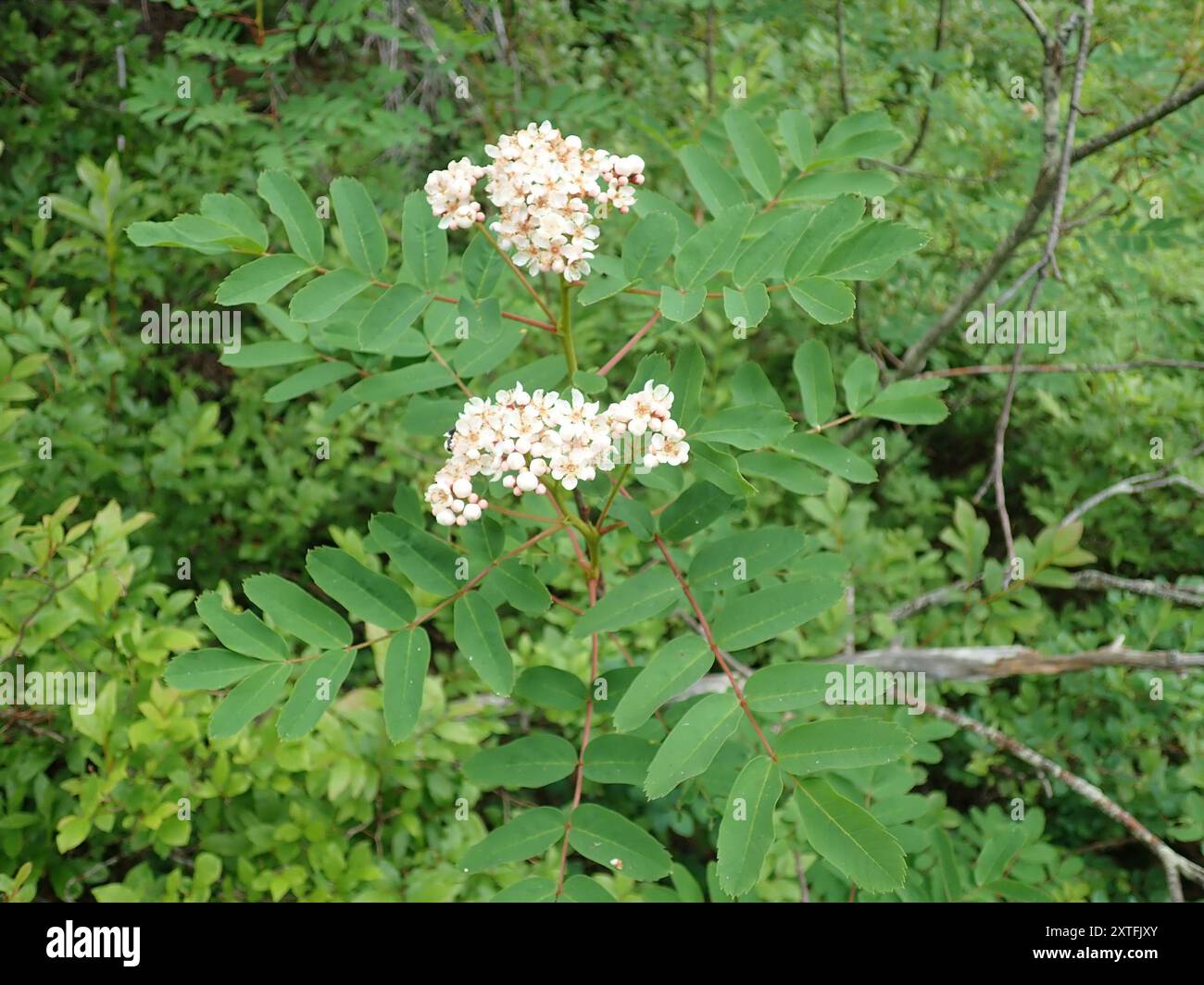 Sitka Mountain-Ash (Sorbus sitchensis) Plantae Stock Photo - Alamy