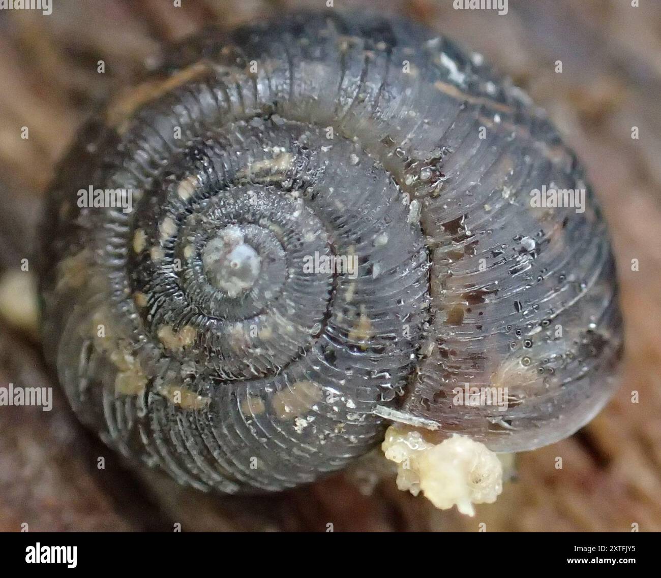 (Stenacapha hamiltoni) Mollusca Stock Photo - Alamy