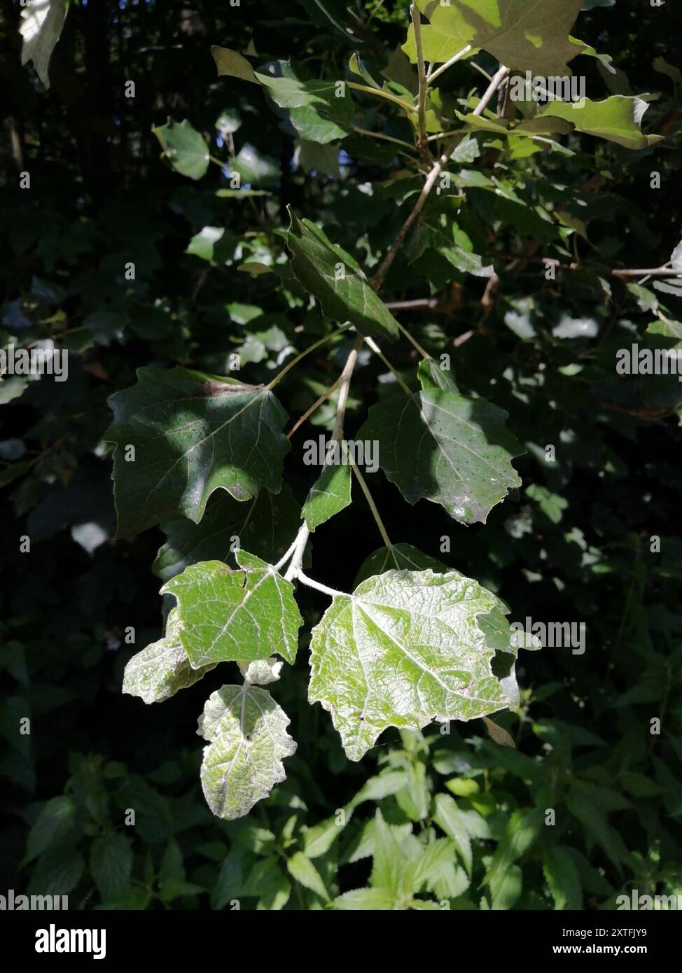 Grey Poplar (Populus × canescens) Plantae Stock Photo - Alamy