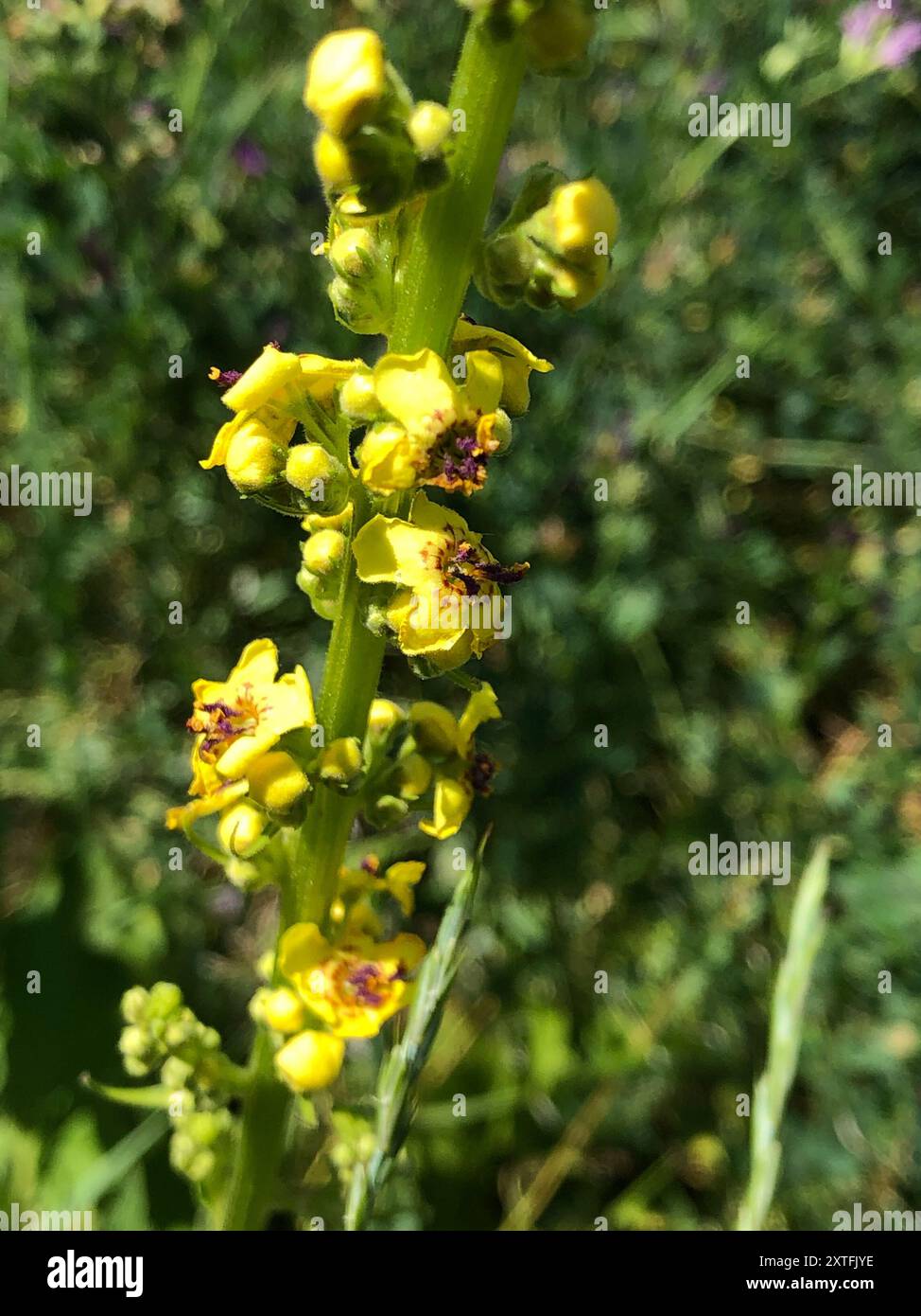 Dark Mullein (Verbascum nigrum) Plantae Stock Photo - Alamy