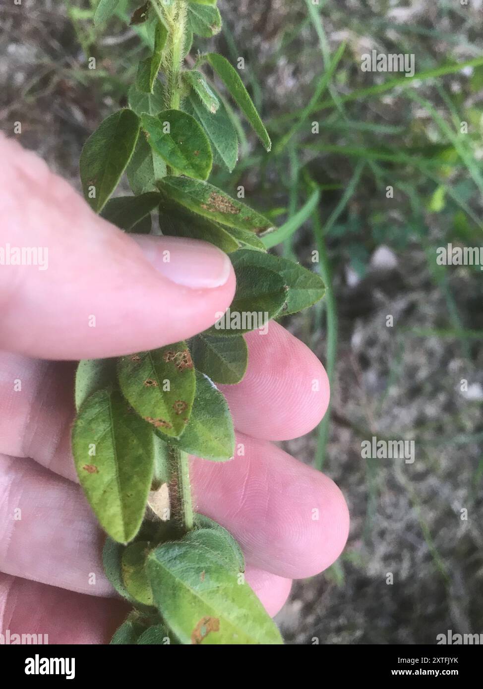 Little-leaf Tick-clover (Desmodium ciliare) Plantae Stock Photo - Alamy