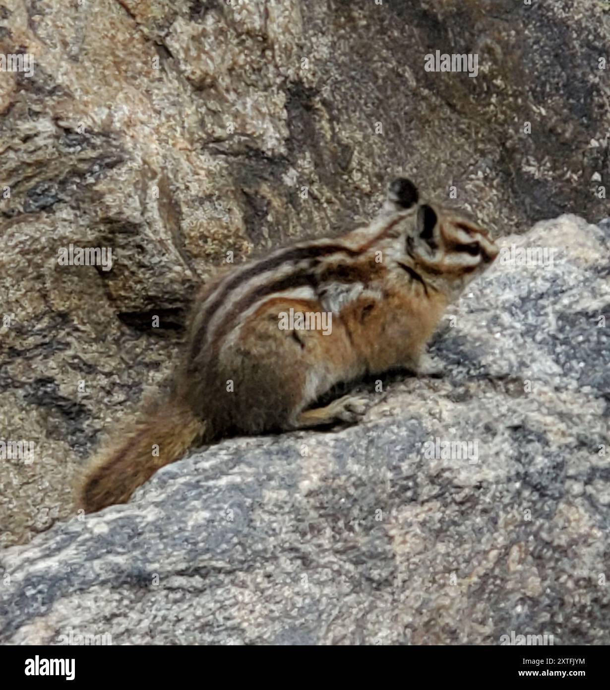 Least Chipmunk (Neotamias minimus) Mammalia Stock Photo - Alamy