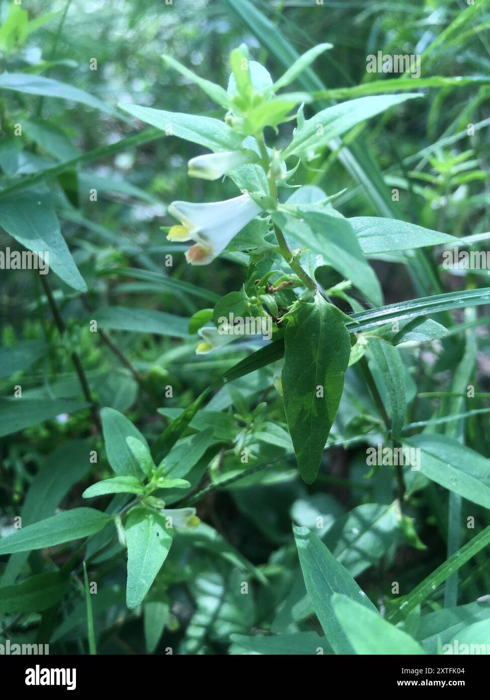 narrowleaf cow wheat (Melampyrum lineare) Plantae Stock Photo - Alamy