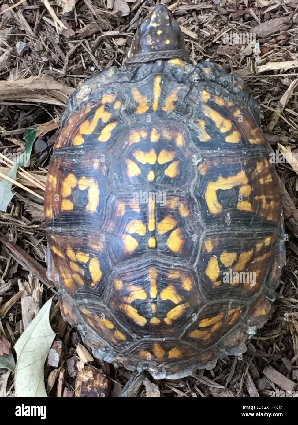 Eastern Box Turtle (Terrapene carolina carolina) Reptilia Stock Photo ...