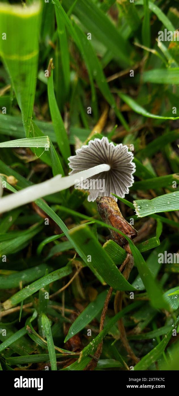 Brittlestems and Allies (Psathyrellaceae) Fungi Stock Photo - Alamy