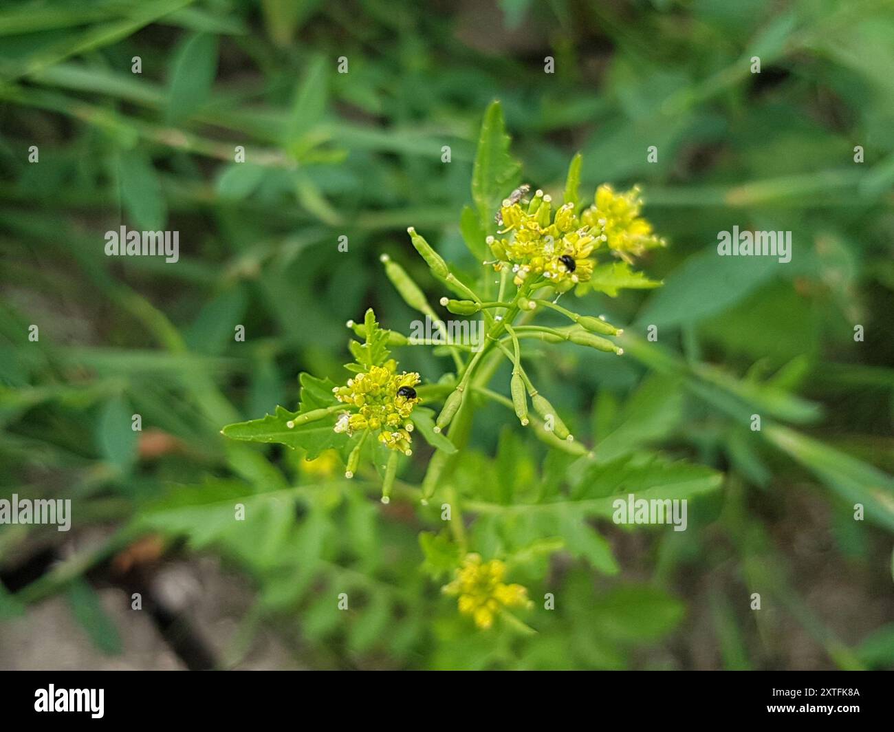 Bog Yellowcress (Rorippa palustris) Plantae Stock Photo - Alamy