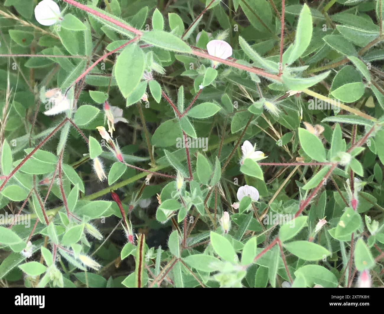 Spanish clover (Acmispon americanus) Plantae Stock Photo - Alamy