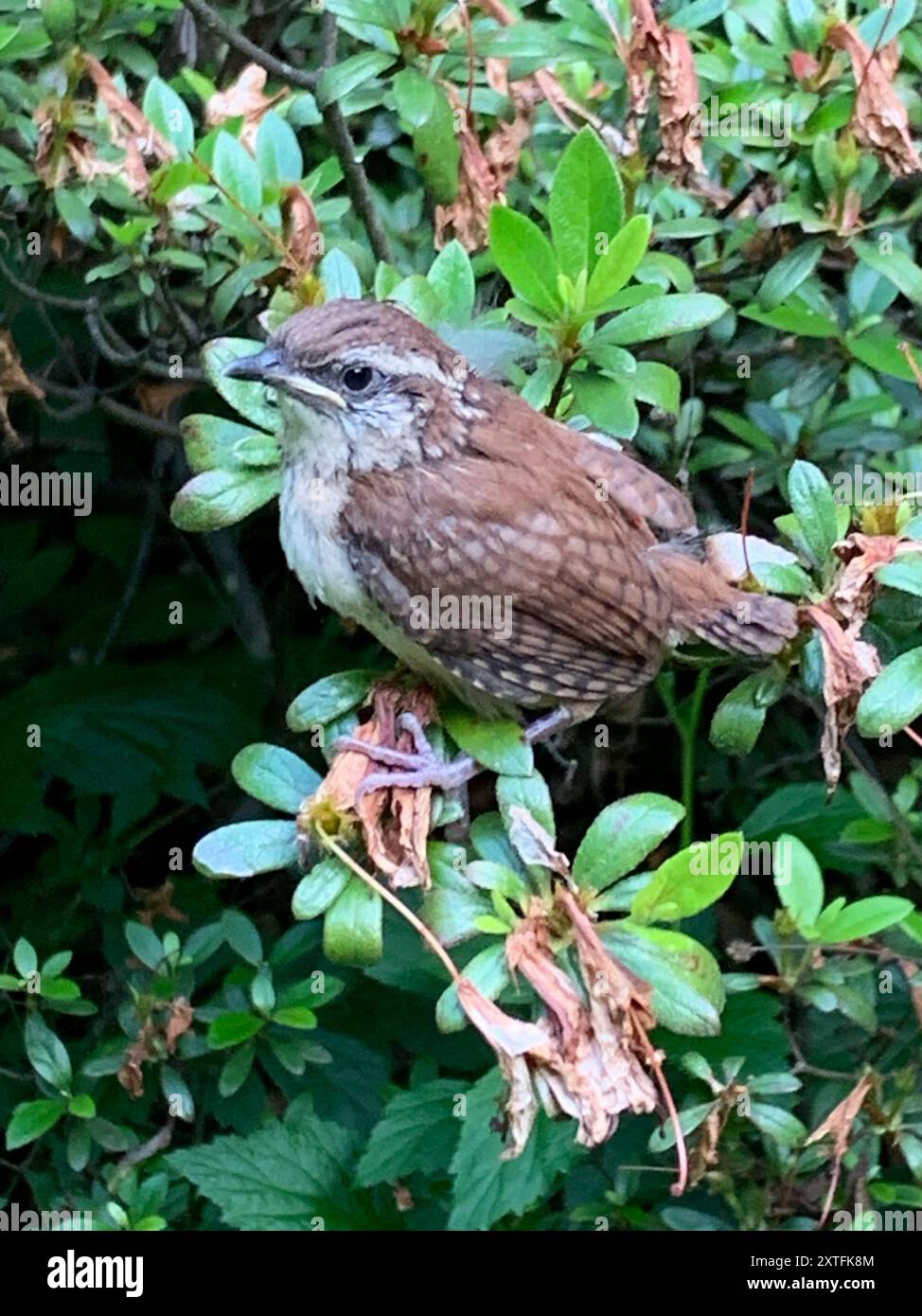 Carolina Wren (Thryothorus ludovicianus) Aves Stock Photo - Alamy