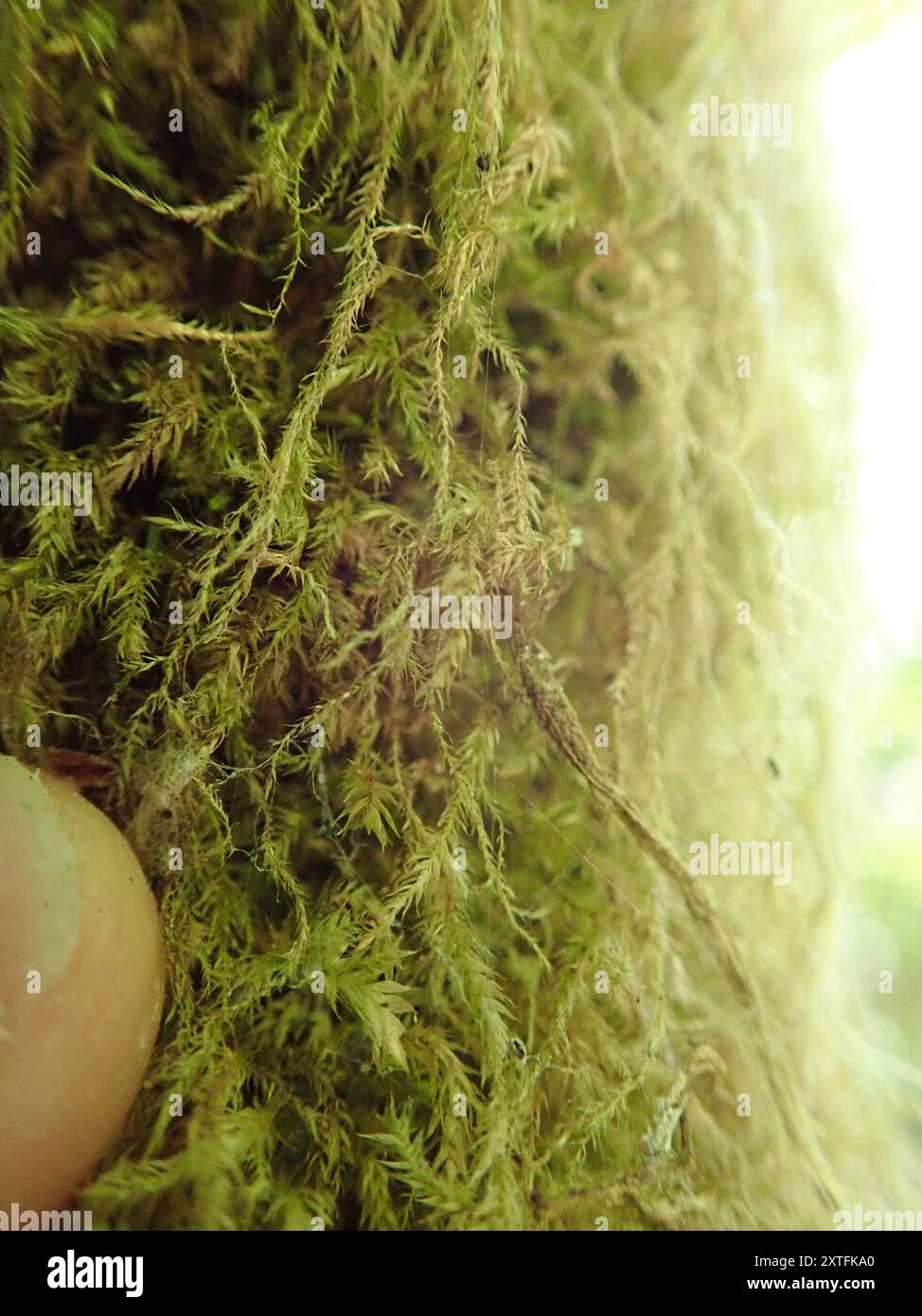Cat's Tail Moss (Pseudisothecium stoloniferum) Plantae Stock Photo - Alamy