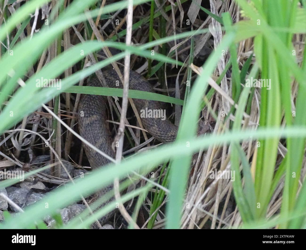 Northern Watersnake (Nerodia sipedon sipedon) Reptilia Stock Photo - Alamy