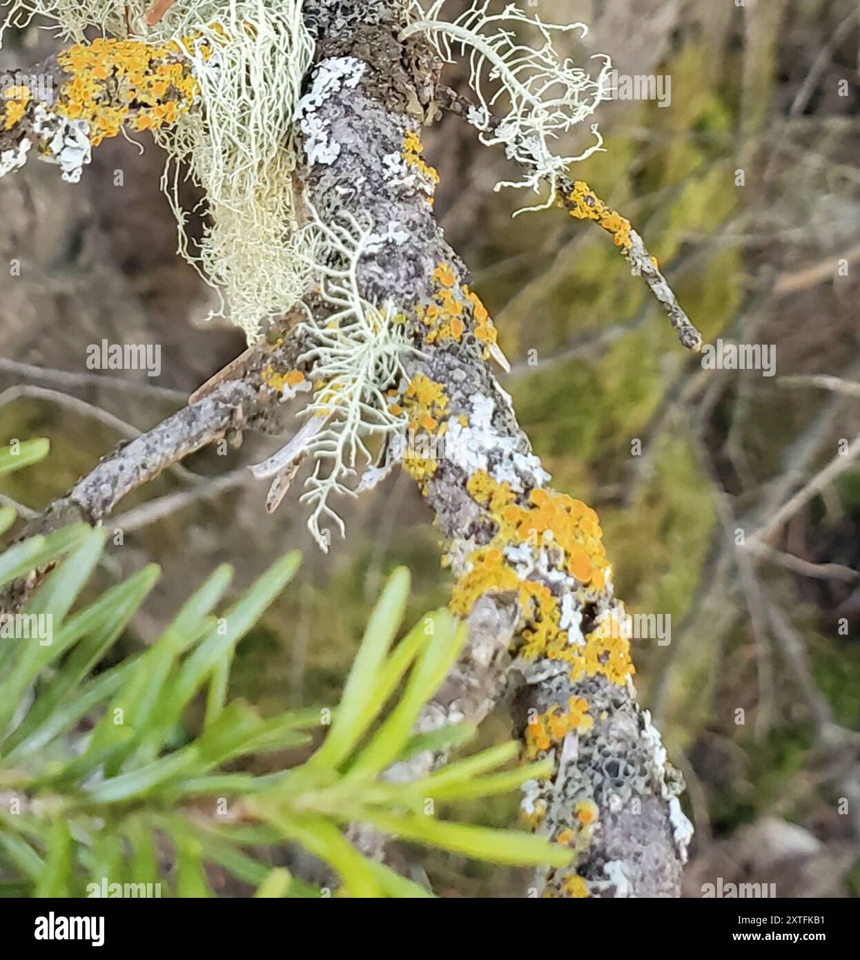 Pin-cushion Sunburst Lichen (Polycauliona polycarpa) Fungi Stock Photo ...