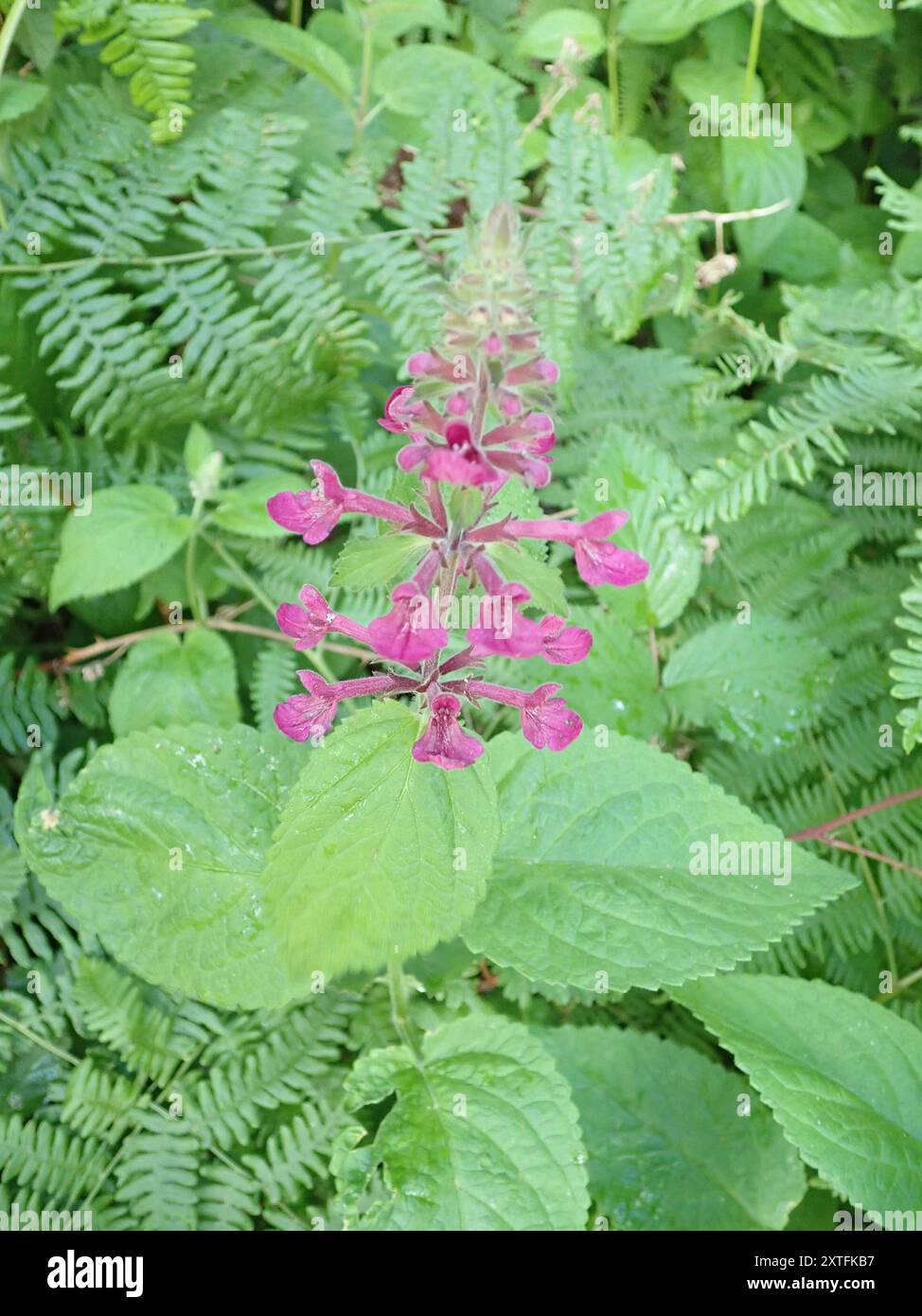 Coastal Hedge-nettle (Stachys chamissonis) Plantae Stock Photo - Alamy