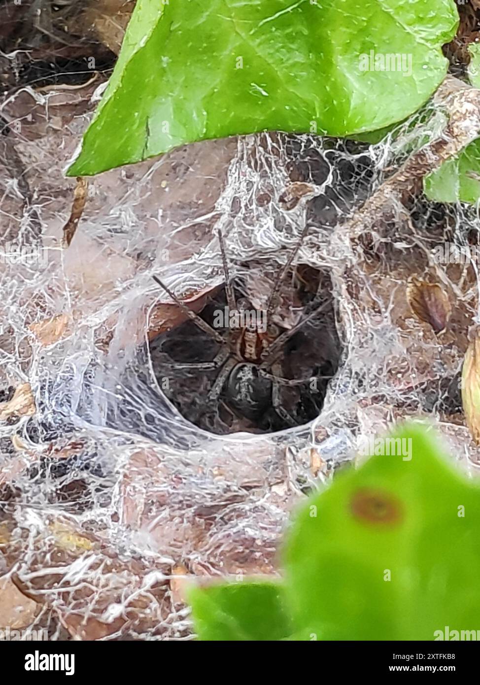 Labyrinth spider (Agelena labyrinthica) Arachnida Stock Photo - Alamy