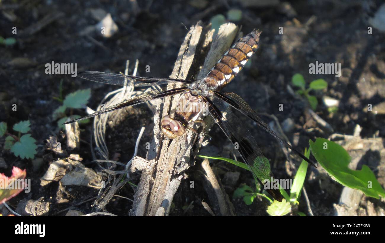 Common Whitetail (Plathemis lydia) Insecta Stock Photo - Alamy
