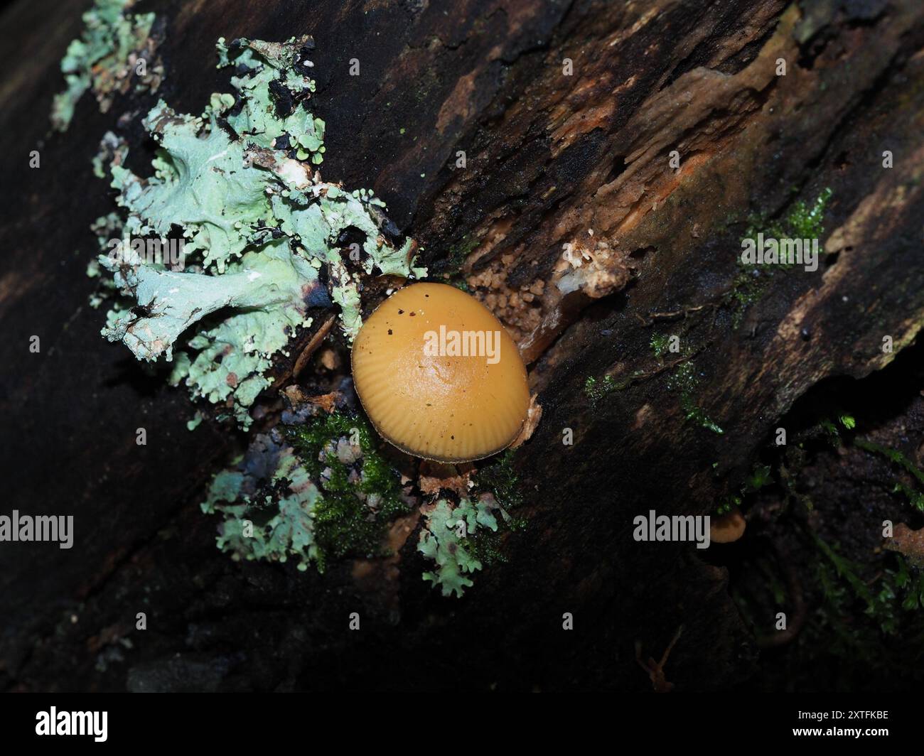 Moss Bells (Galerina) Fungi Stock Photo - Alamy