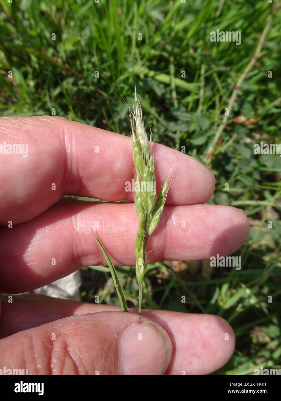 common soft brome (Bromus hordeaceus) Plantae Stock Photo - Alamy