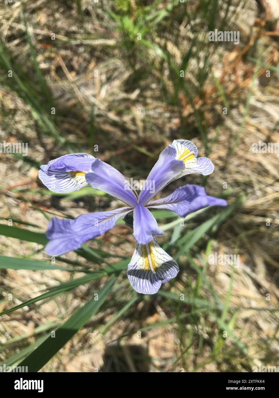 western blue flag (Iris missouriensis) Plantae Stock Photo - Alamy