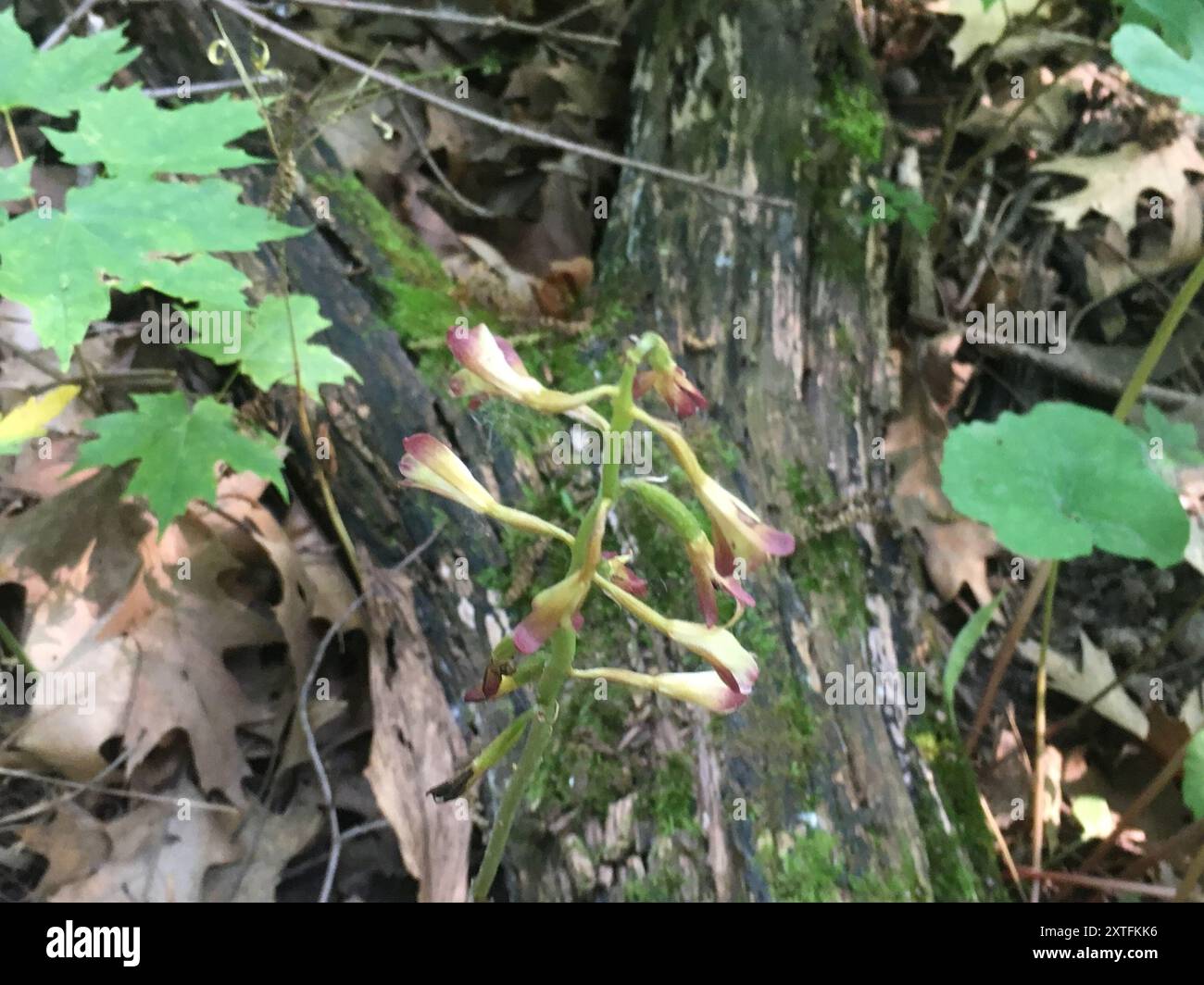 putty root (Aplectrum hyemale) Plantae Stock Photo - Alamy