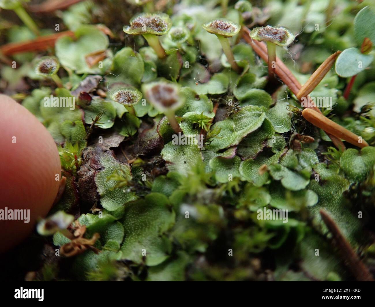 Common Liverwort (Marchantia polymorpha) Plantae Stock Photo - Alamy