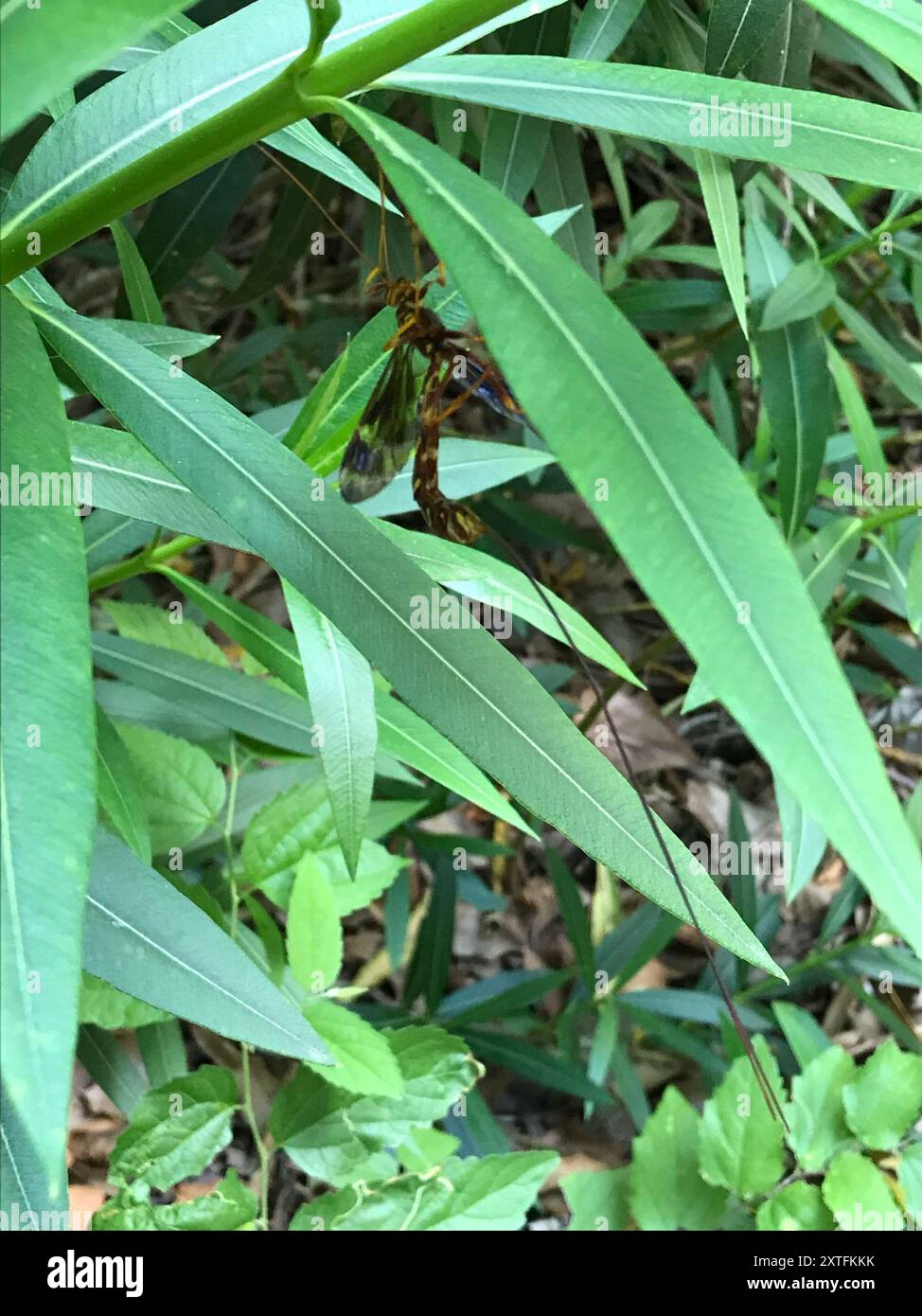 Long-tailed Giant Ichneumonid Wasp (Megarhyssa macrurus) Insecta Stock ...