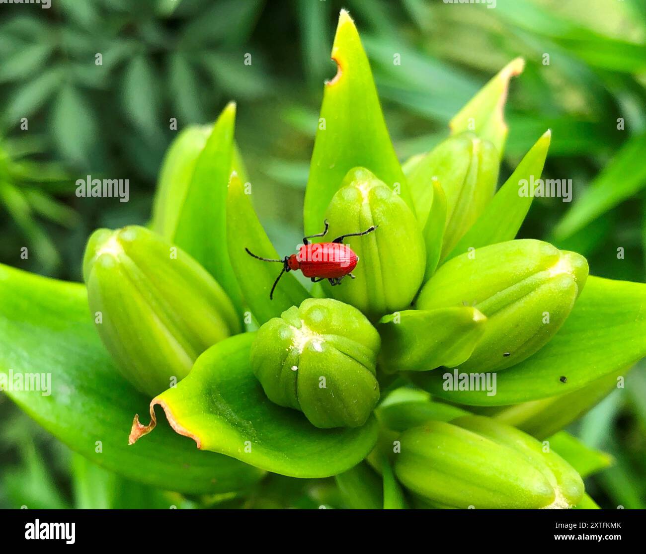Lily Leaf Beetle (Lilioceris lilii) Insecta Stock Photo - Alamy