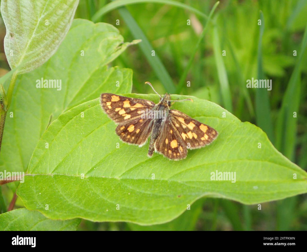 Arctic Skipper (Carterocephalus mandan) Insecta Stock Photo - Alamy