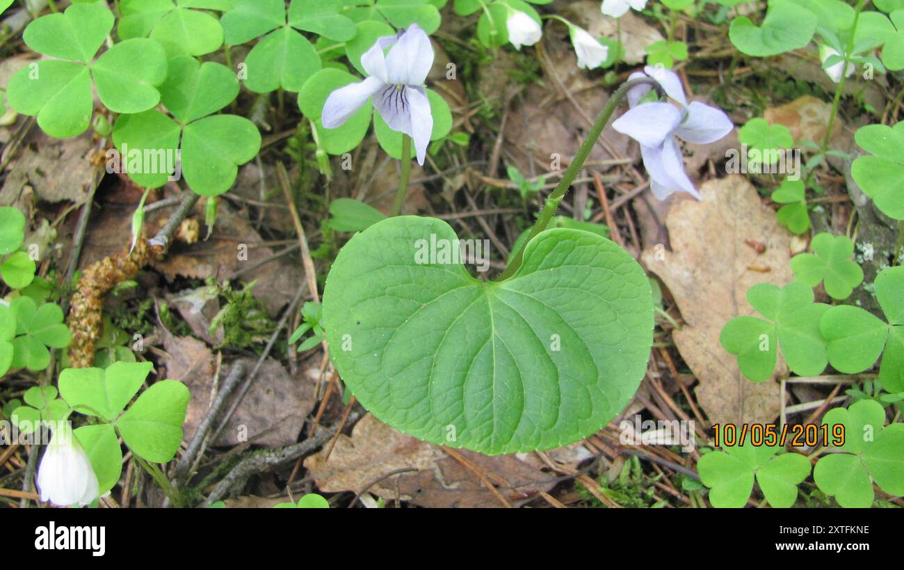 Broad-leaved Violet (Viola mirabilis) Plantae Stock Photo - Alamy