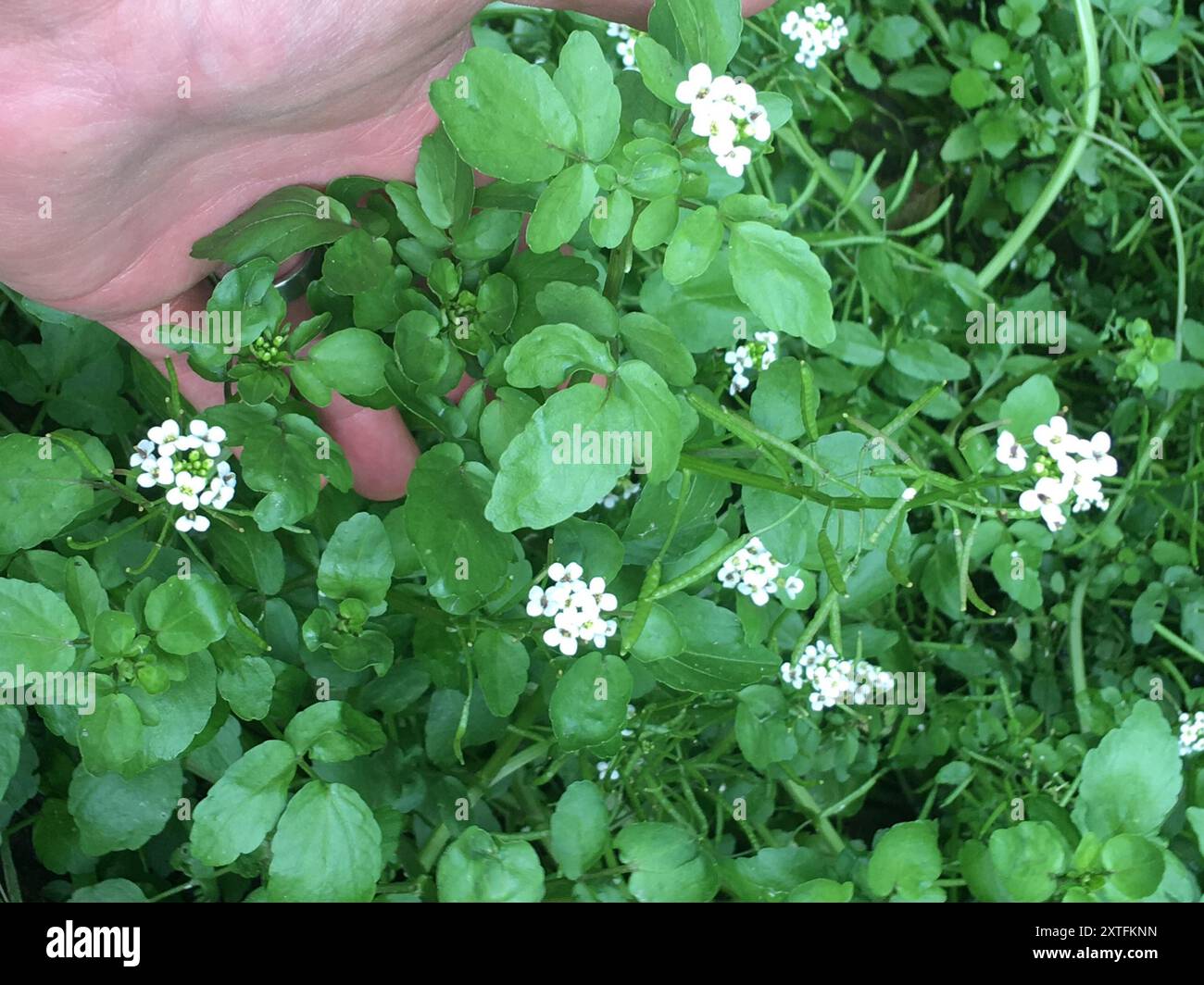watercress (Nasturtium officinale) Plantae Stock Photo - Alamy
